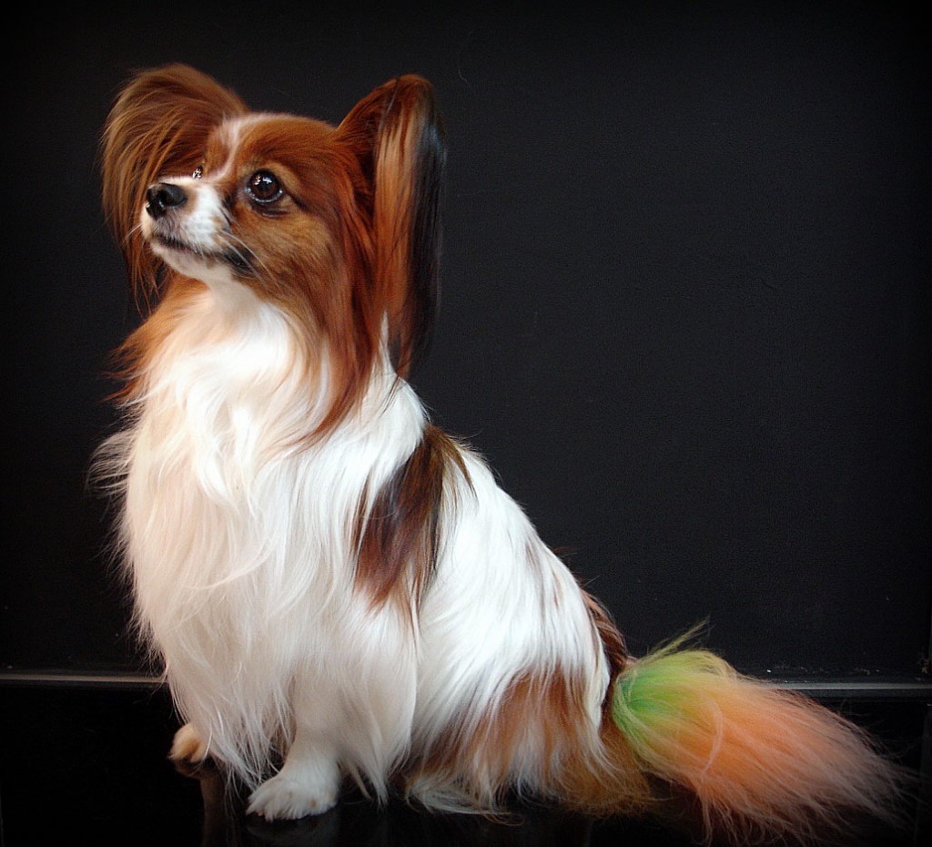 Papillon Zucht von der Seseke - Züchter Papillons im VDH / FCI ...