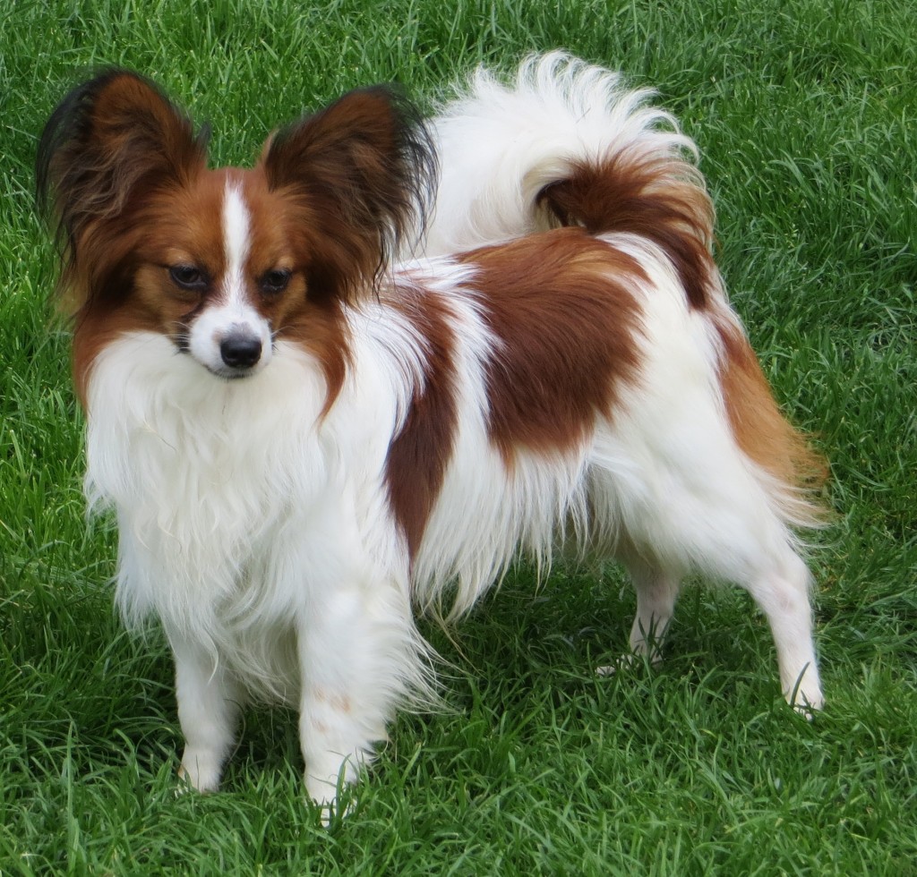 Papillon Hobbyzucht von der Seseke - Züchter im VDH / FCI Papillon und ...