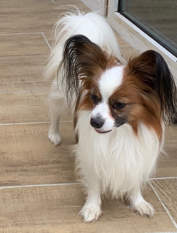 Papillon Hobbyzucht von der Seseke - Züchter im VDH / FCI Papillon und ...